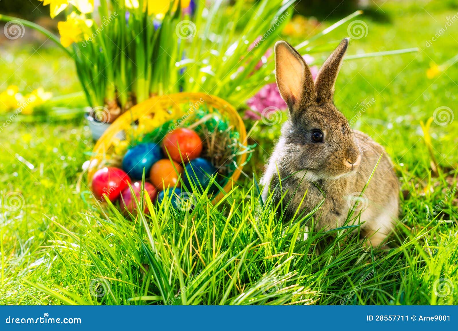 Easter Bunny on Meadow with Basket and Eggs Stock Image - Image of ...