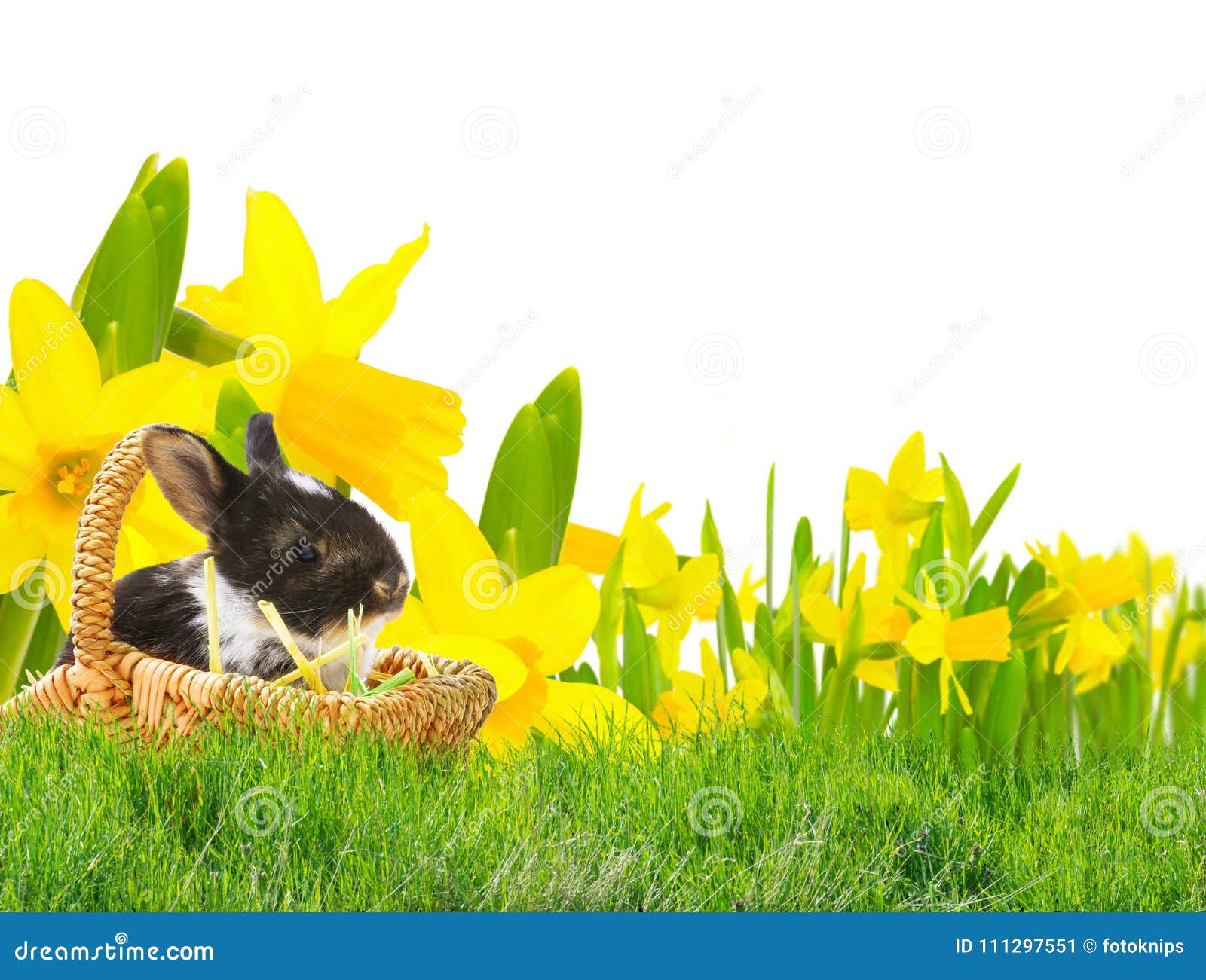 Easter Bunny on Easter Meadow with Daffodils Stock Image - Image of ...