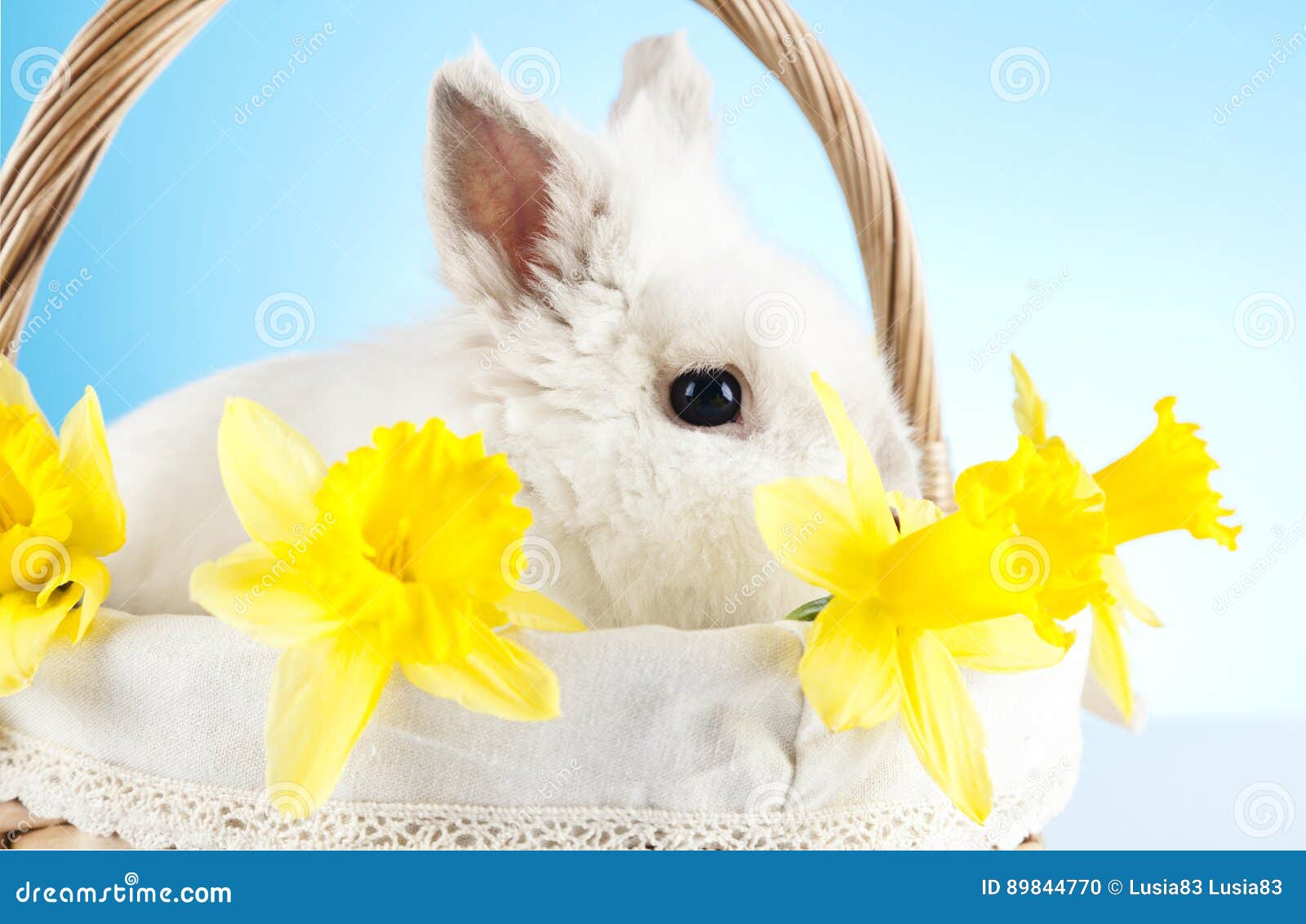 Easter bunny stock photo. Image of fertility, eggs, holiday - 89844770