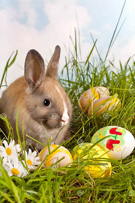 Easter Bunny and Painted Eggs Stock Photo - Image of eggs, sweet: 22953544