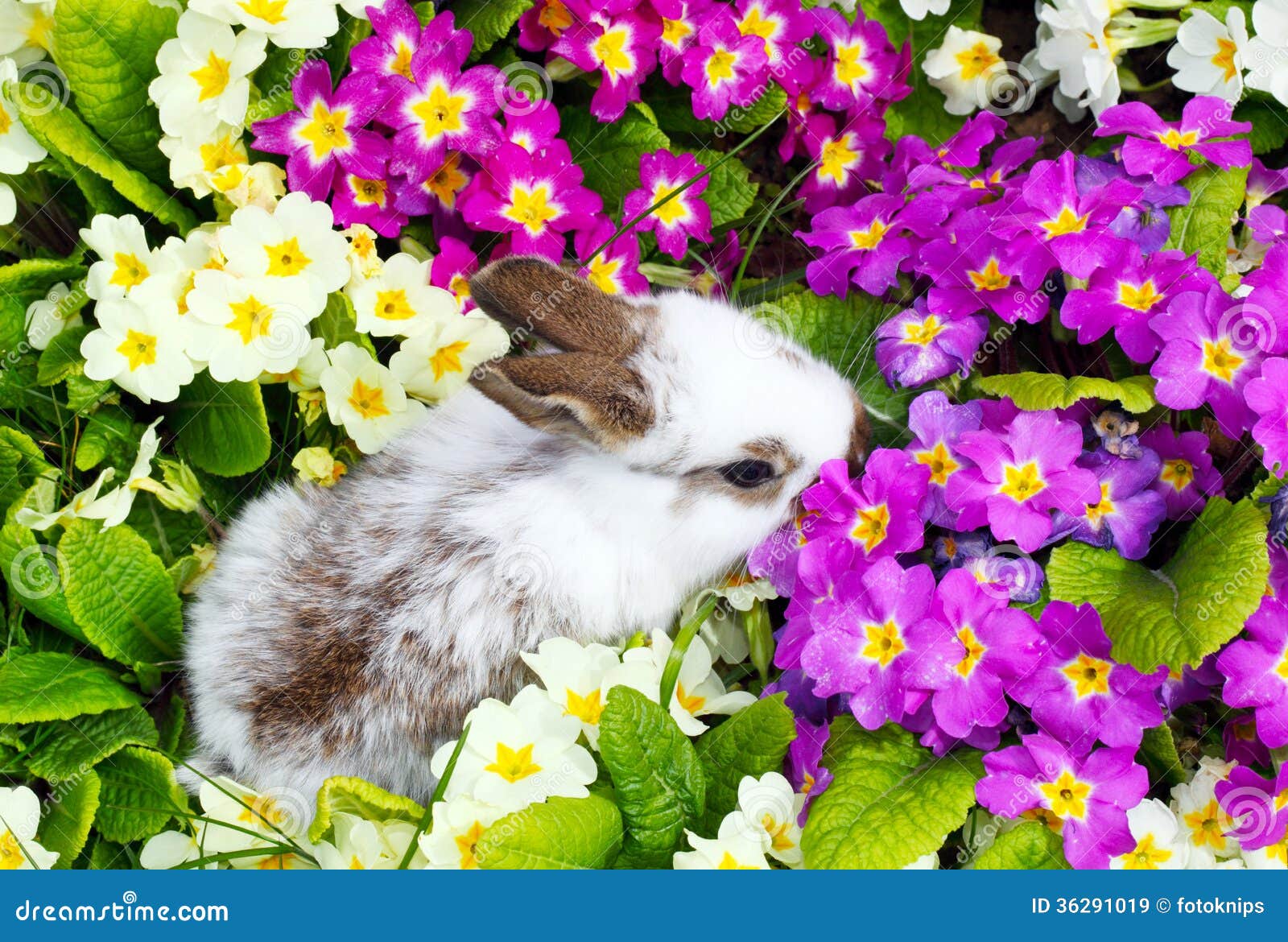 Easter Bunny between Primroses Stock Image - Image of brown, flowers ...