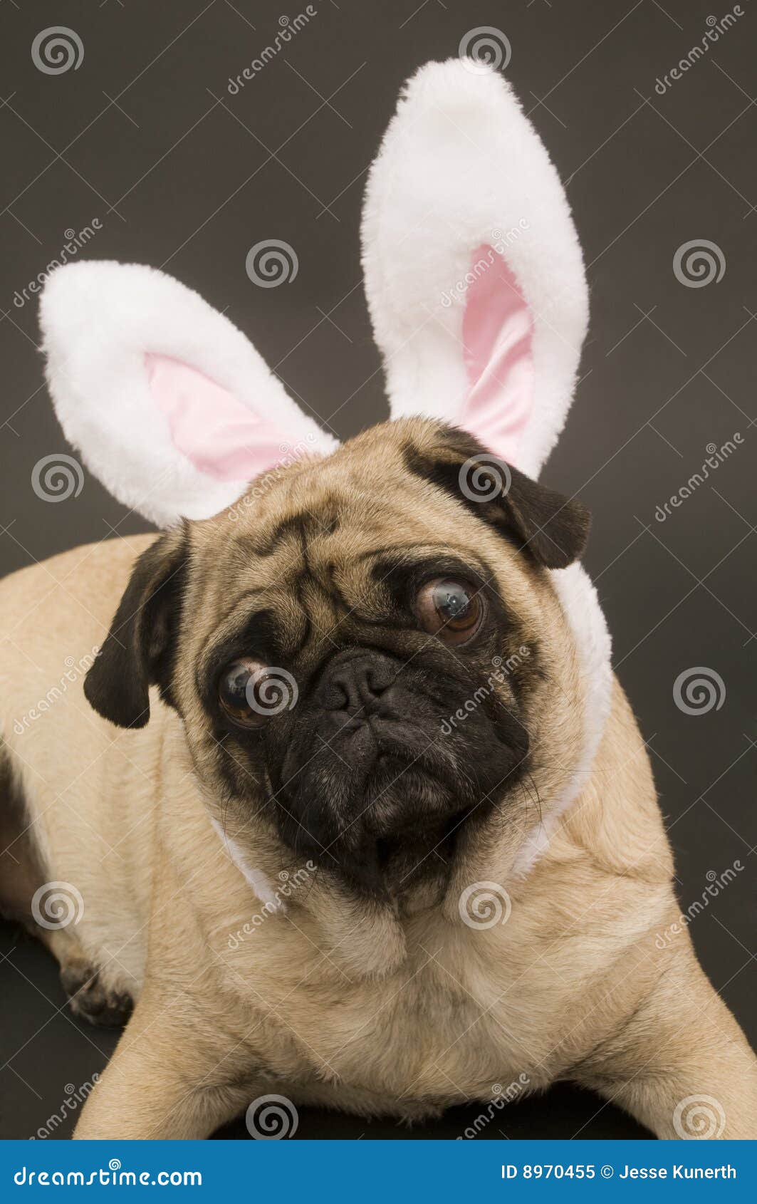 Easter Bunny Pug stock image. Image of laying, animal - 8970455
