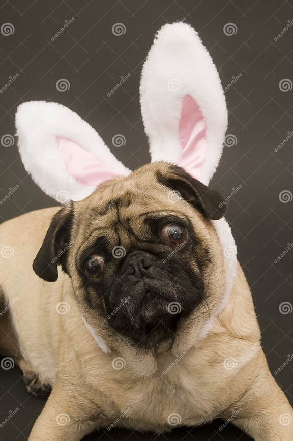 Easter Bunny Pug stock image. Image of laying, animal - 8970455