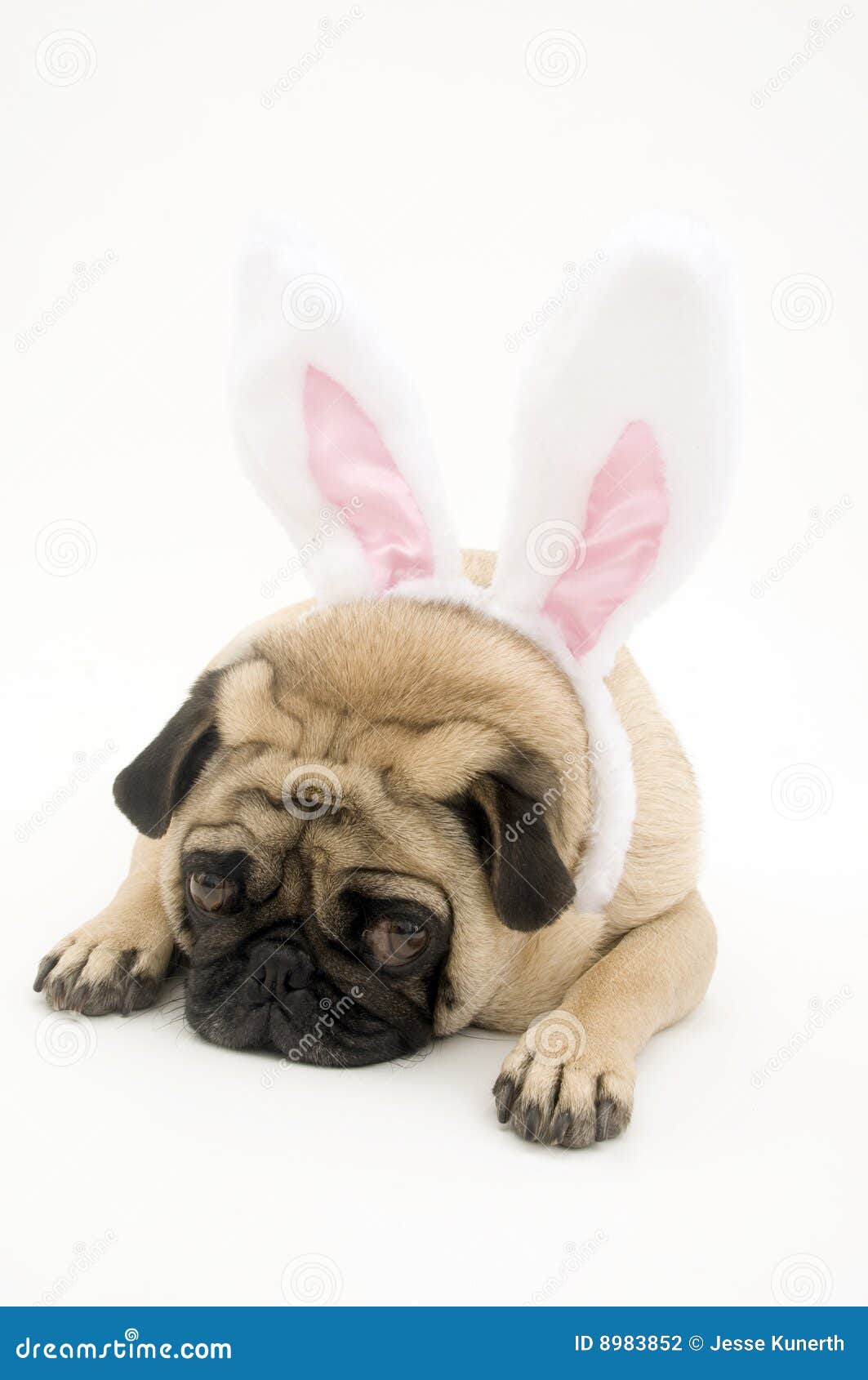 Easter Bunny Pug stock photo. Image of animal, cute, costume - 8983852