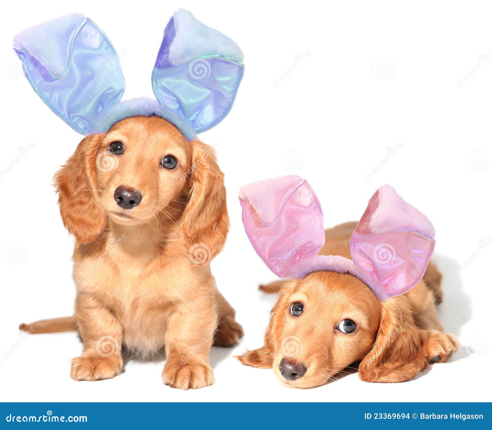 Easter bunny puppies stock photo. Image of holiday, cute - 23369694