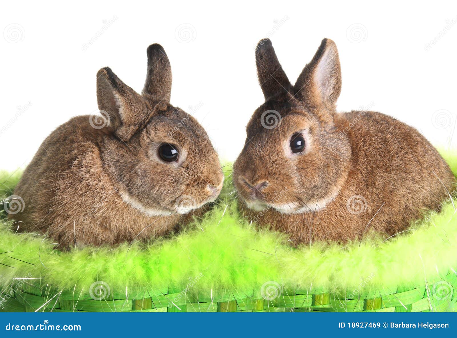 Easter bunny rabbit stock image. Image of basket, holiday - 18927469