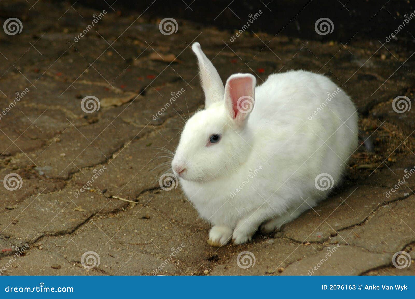 Easter Bunny Rabbit stock image. Image of tired, easter - 2076163