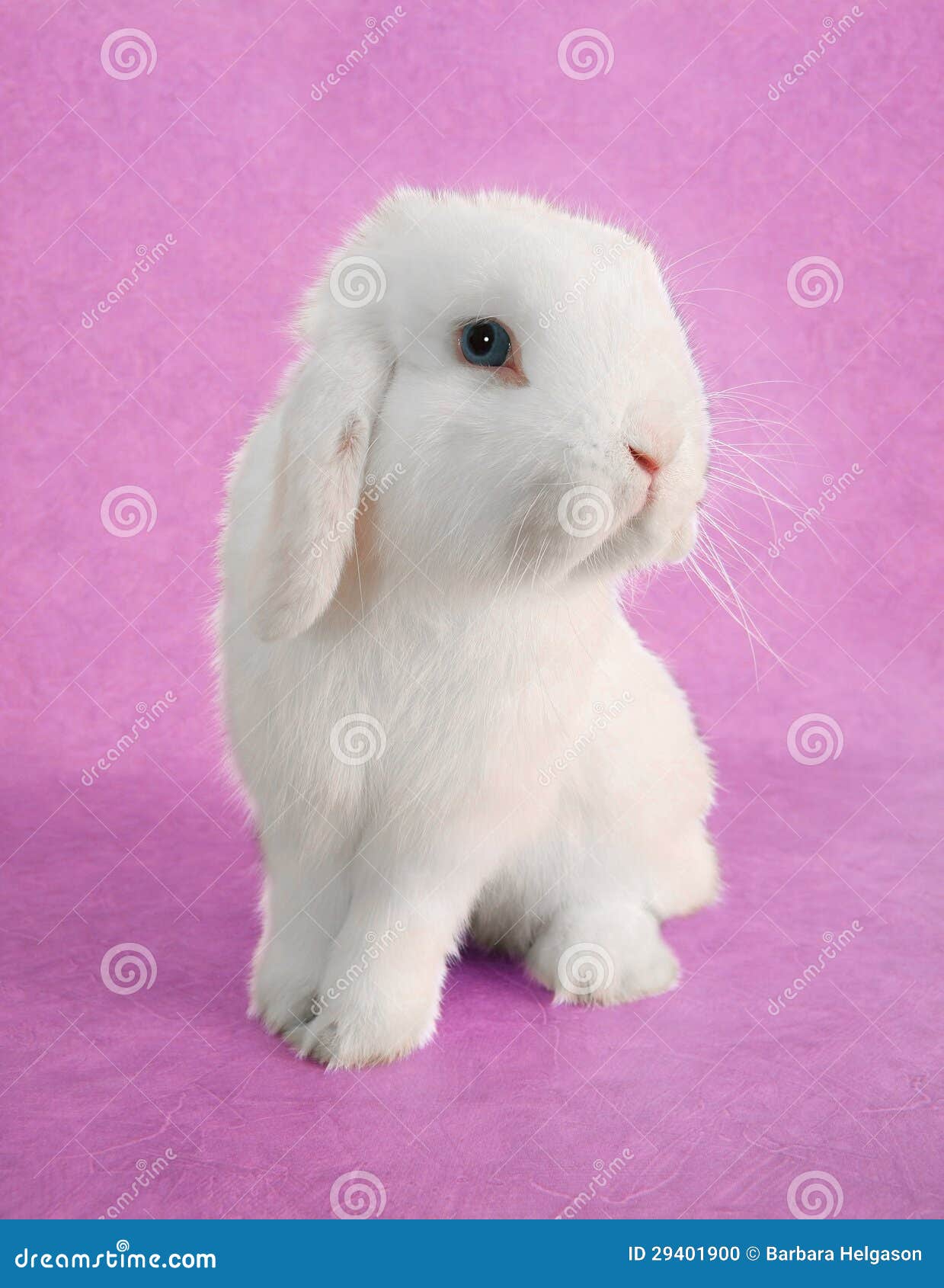 Easter Bunny rabbit stock photo. Image of pink, blue - 29401900
