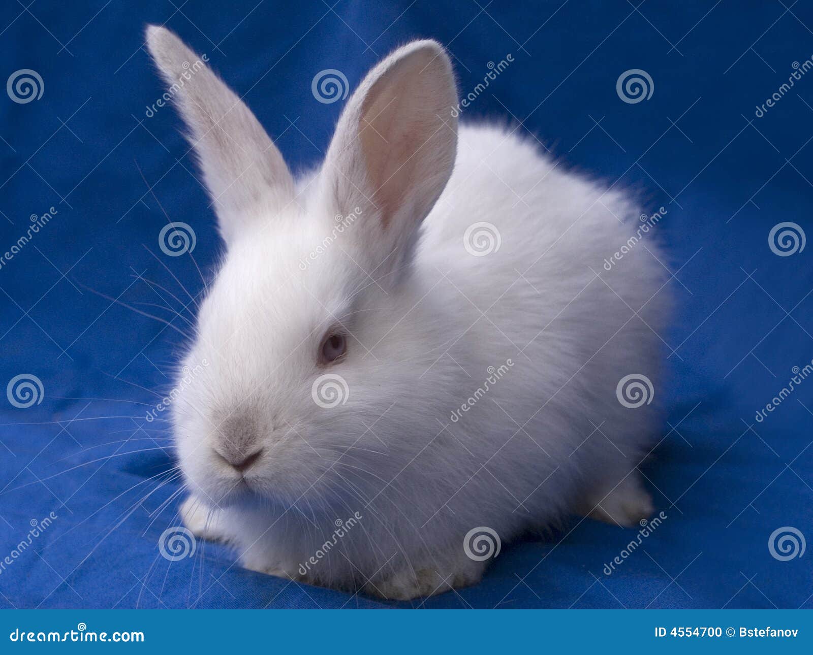 Easter bunny rabbit stock photo. Image of youth, easter - 4554700