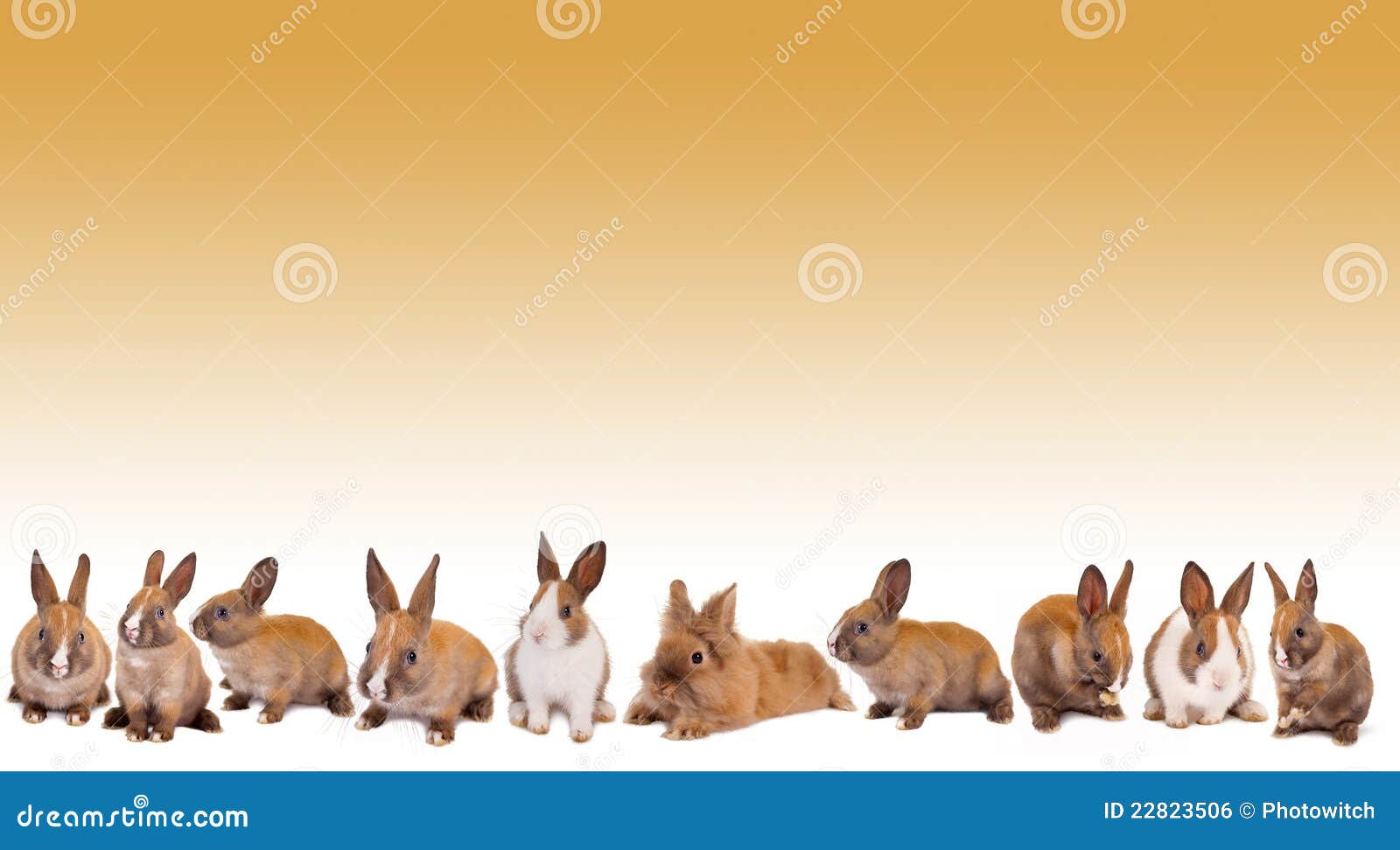 Easter bunny rabbit border stock photo. Image of space - 22823506