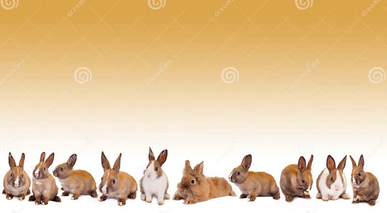 Easter bunny rabbit border stock photo. Image of space - 22823506
