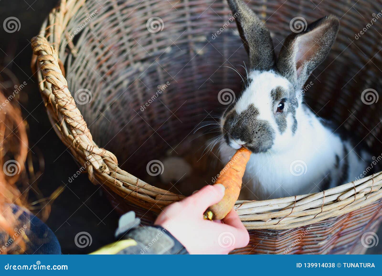 Easter Bunny, Rabbit Eating a Carrot Stock Photo - Image of mammal ...