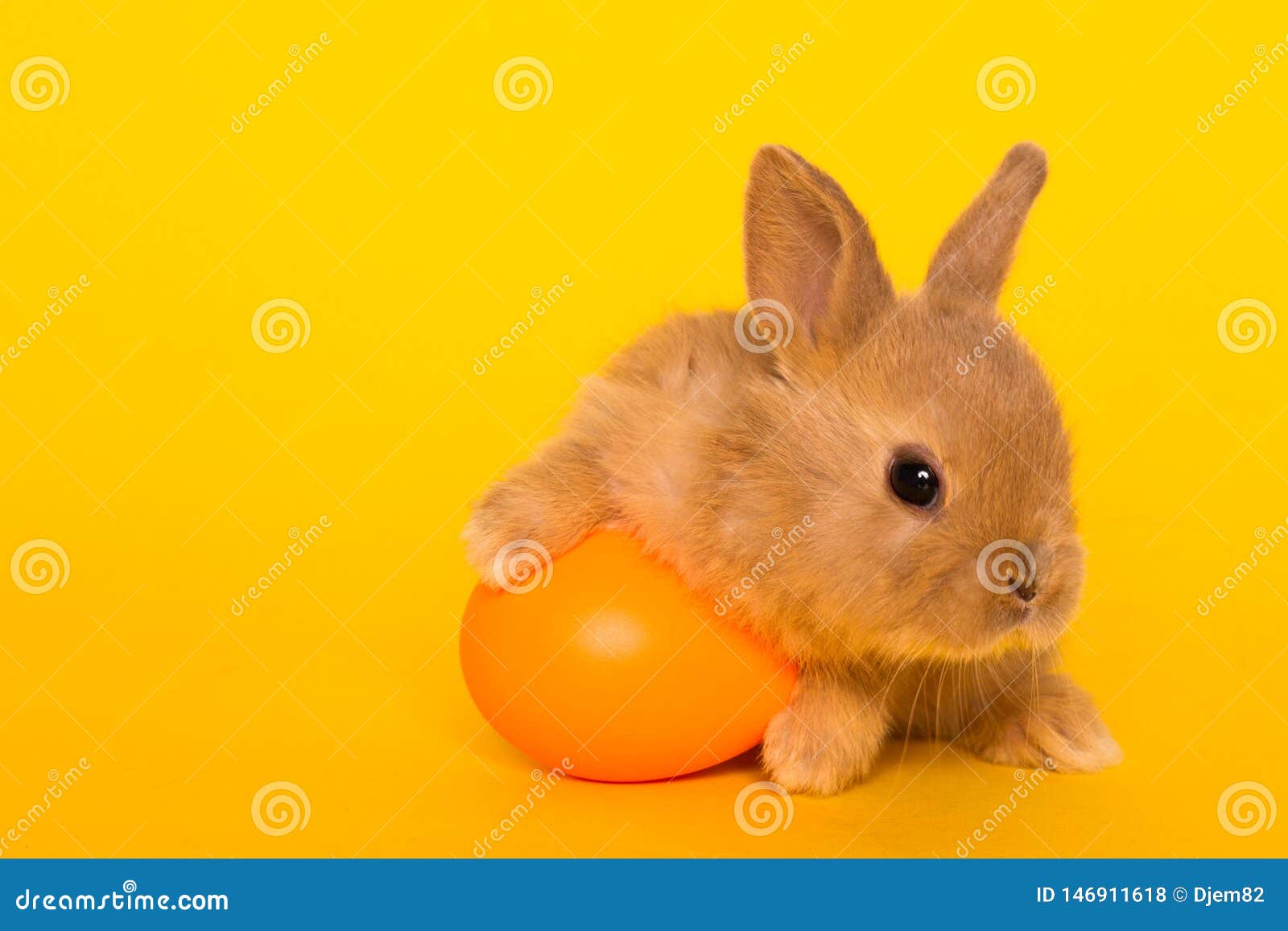 Easter Bunny Rabbit with Egg Stock Photo - Image of color, farm: 146911618