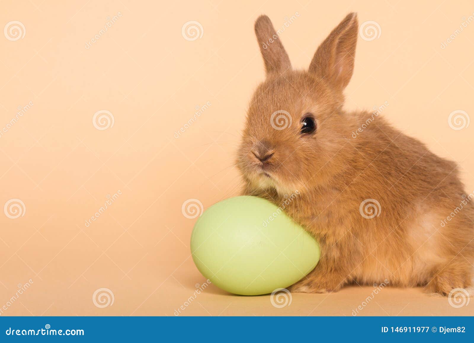 Easter Bunny Rabbit with Egg. Stock Image - Image of decoration, animal ...