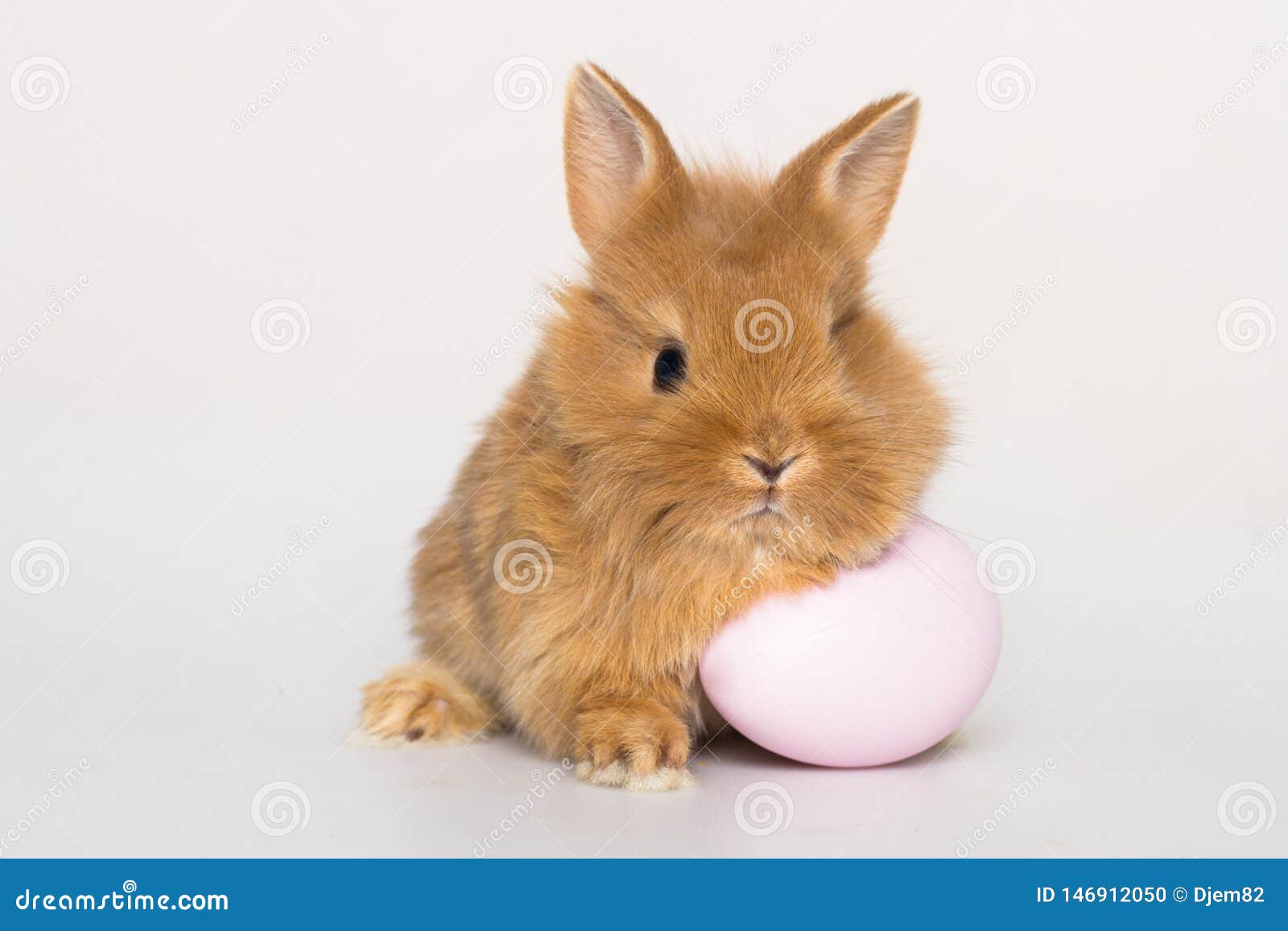 Easter Bunny Rabbit with Eggs. Stock Photo - Image of ball, animal ...