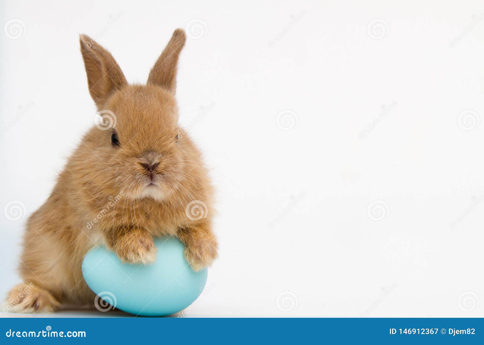 Easter Bunny Rabbit with Eggs. Stock Image - Image of gentle, game ...