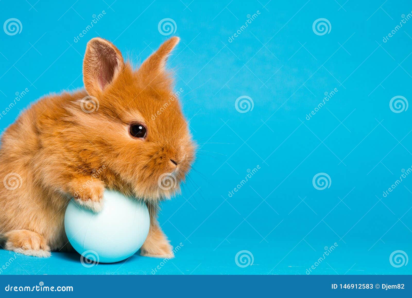 Easter Bunny Rabbit with Eggs. Stock Image - Image of funny, baby ...