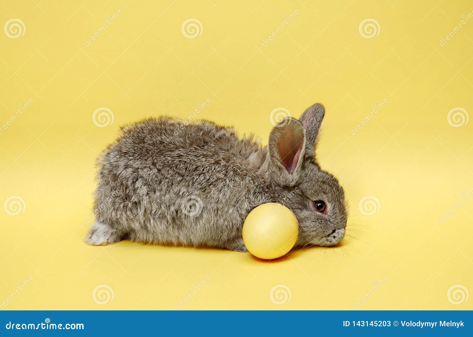 Easter Bunny Rabbit with Painted Egg on Yellow Background. Easter ...