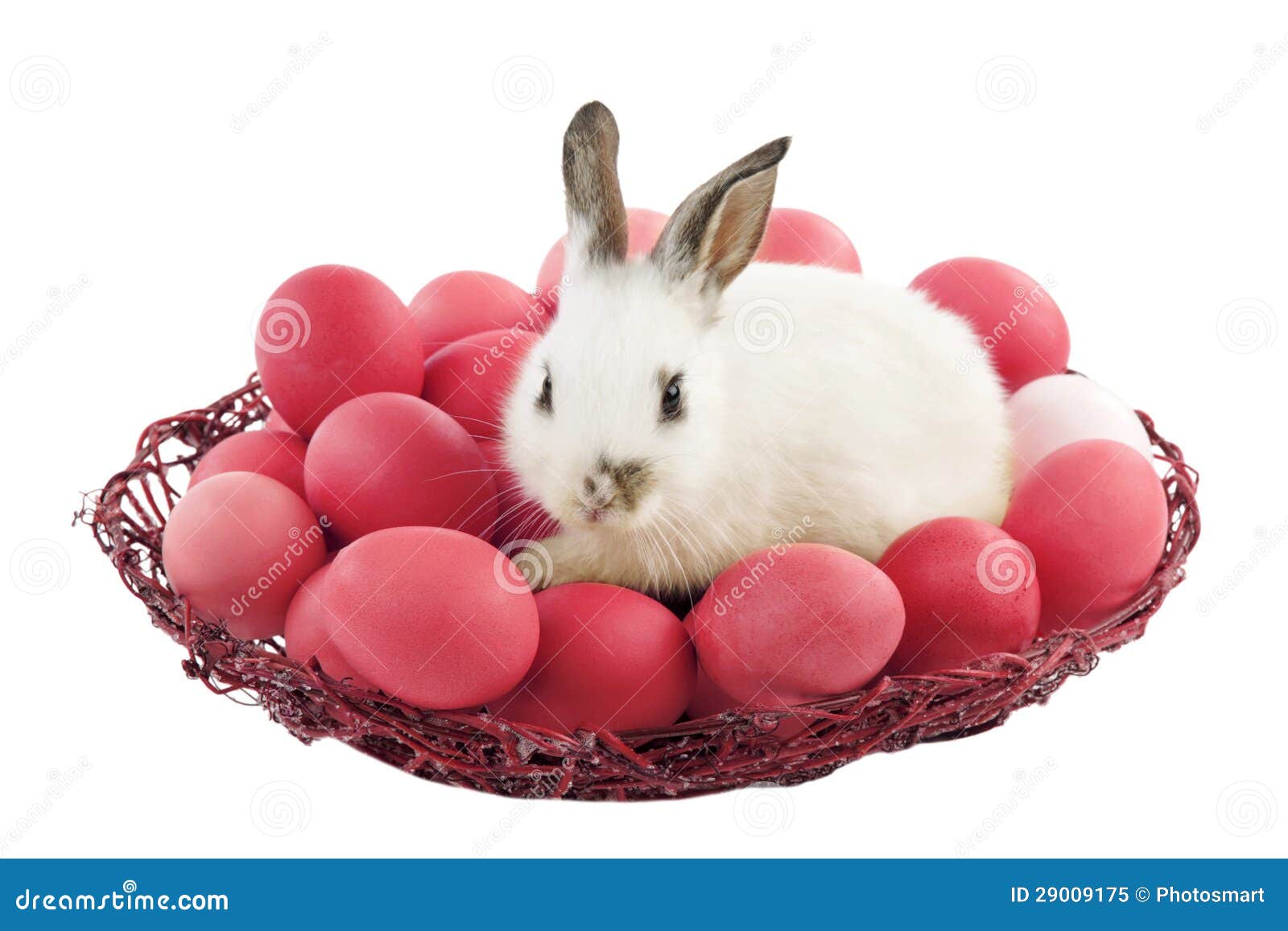 Easter bunny with red eggs stock image. Image of tradition - 29009175