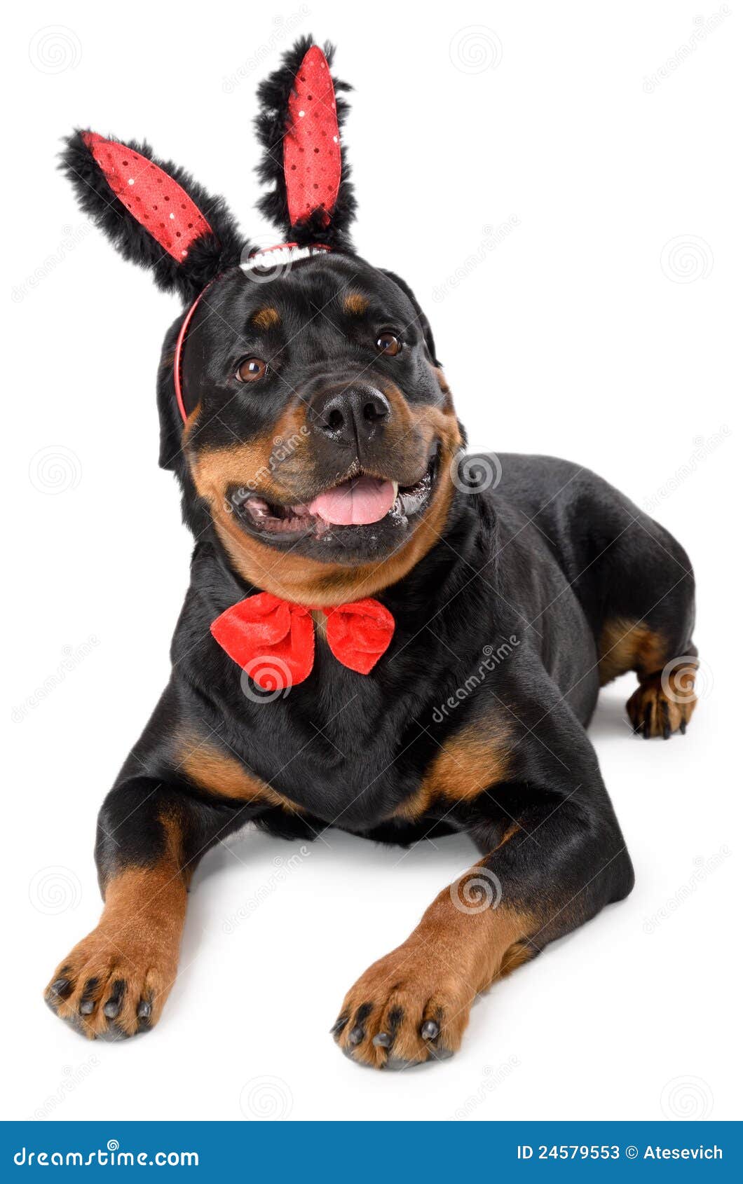Easter bunny Rottweiler stock image. Image of laziness - 24579553