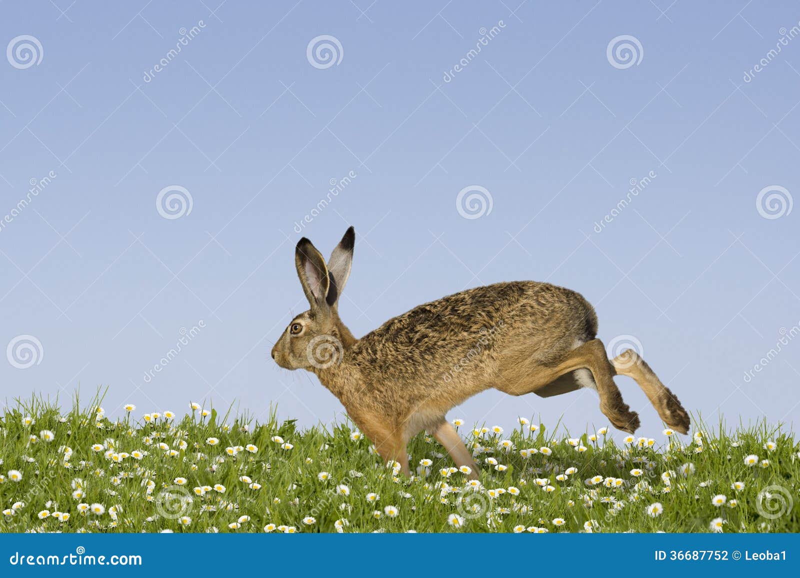 Easter bunny running stock photo. Image of celebration - 36687752