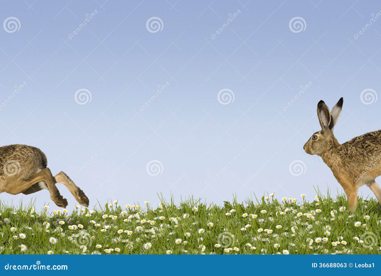 Easter bunny running stock image. Image of celebration - 36688063