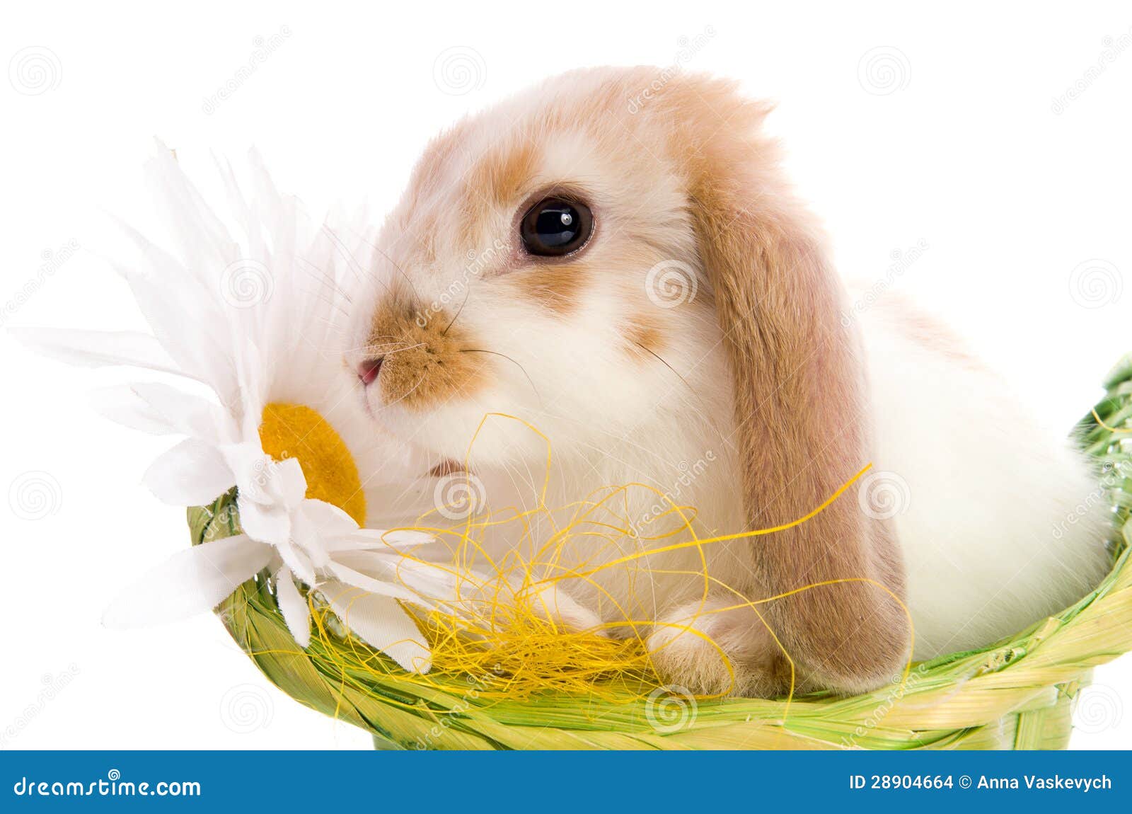 Easter Bunny Sitting in Basket Stock Photo - Image of bunny, furry ...