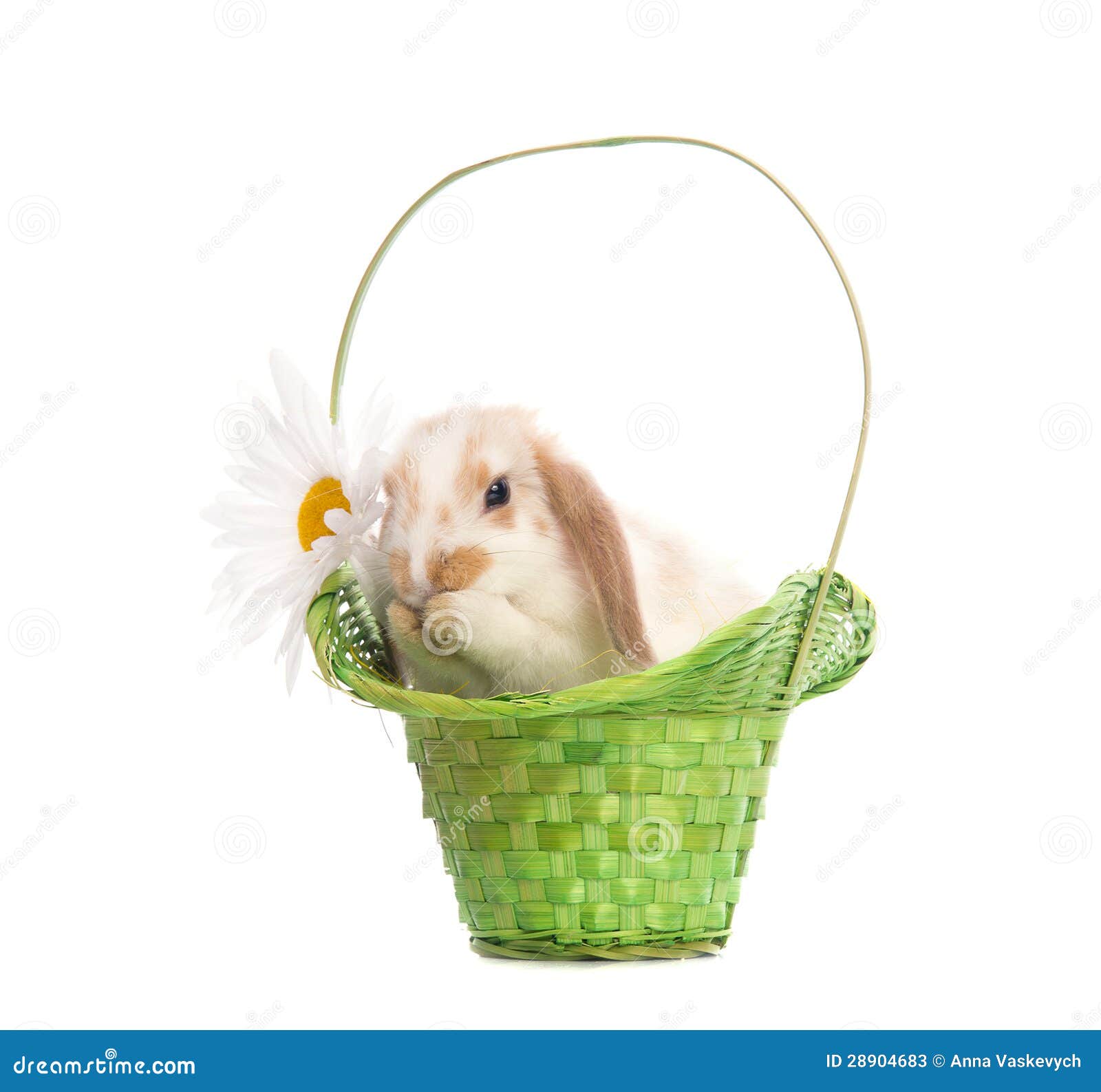 Easter Bunny Sitting in Basket Stock Image - Image of creature, beauty ...