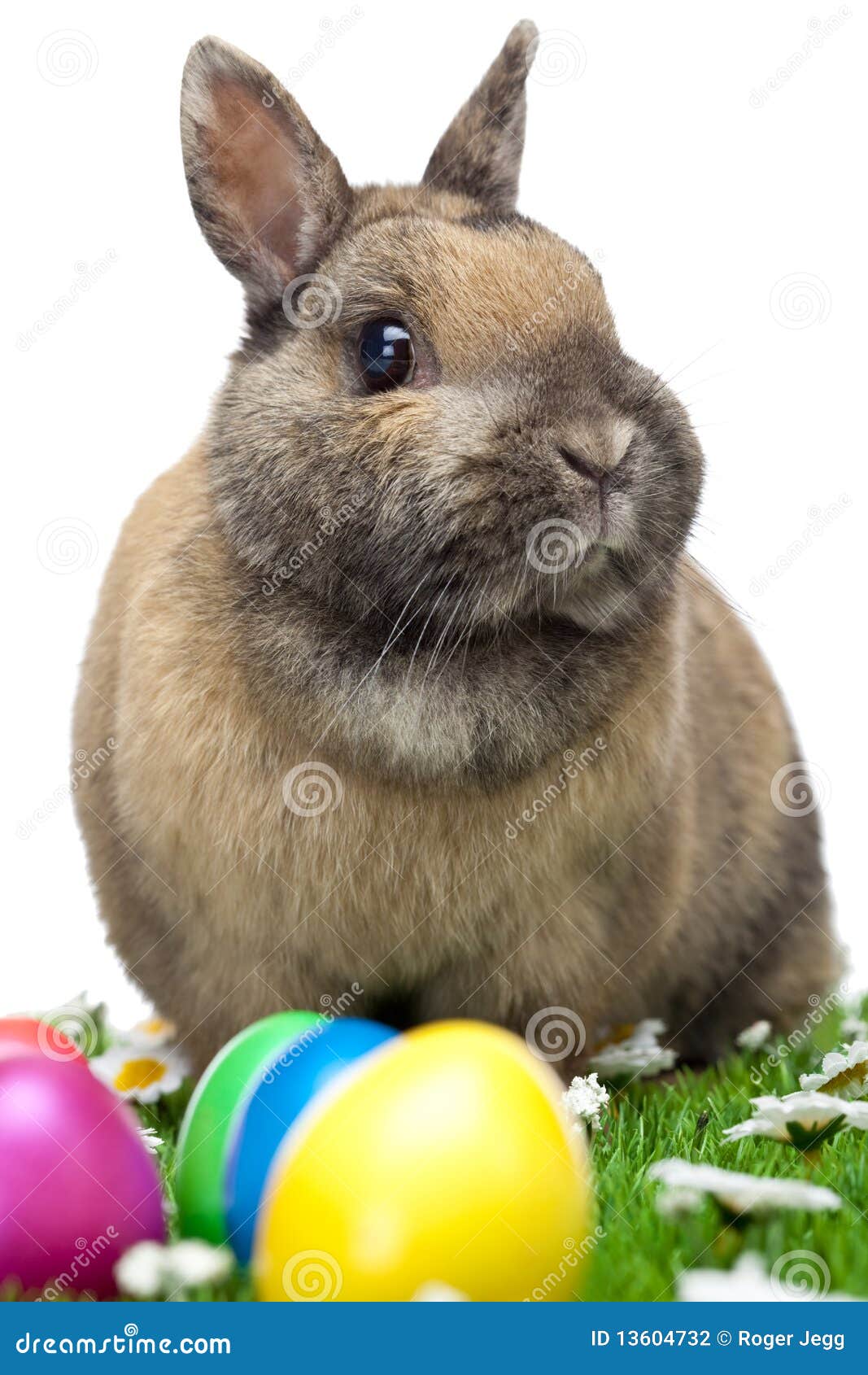 Easter Bunny Sitting in Flower Meadow with Eggs Stock Photo - Image of ...