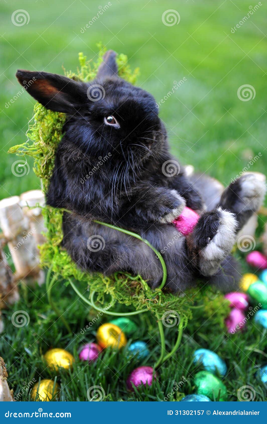 Easter Bunny stock image. Image of eggs, black, ears - 31302157