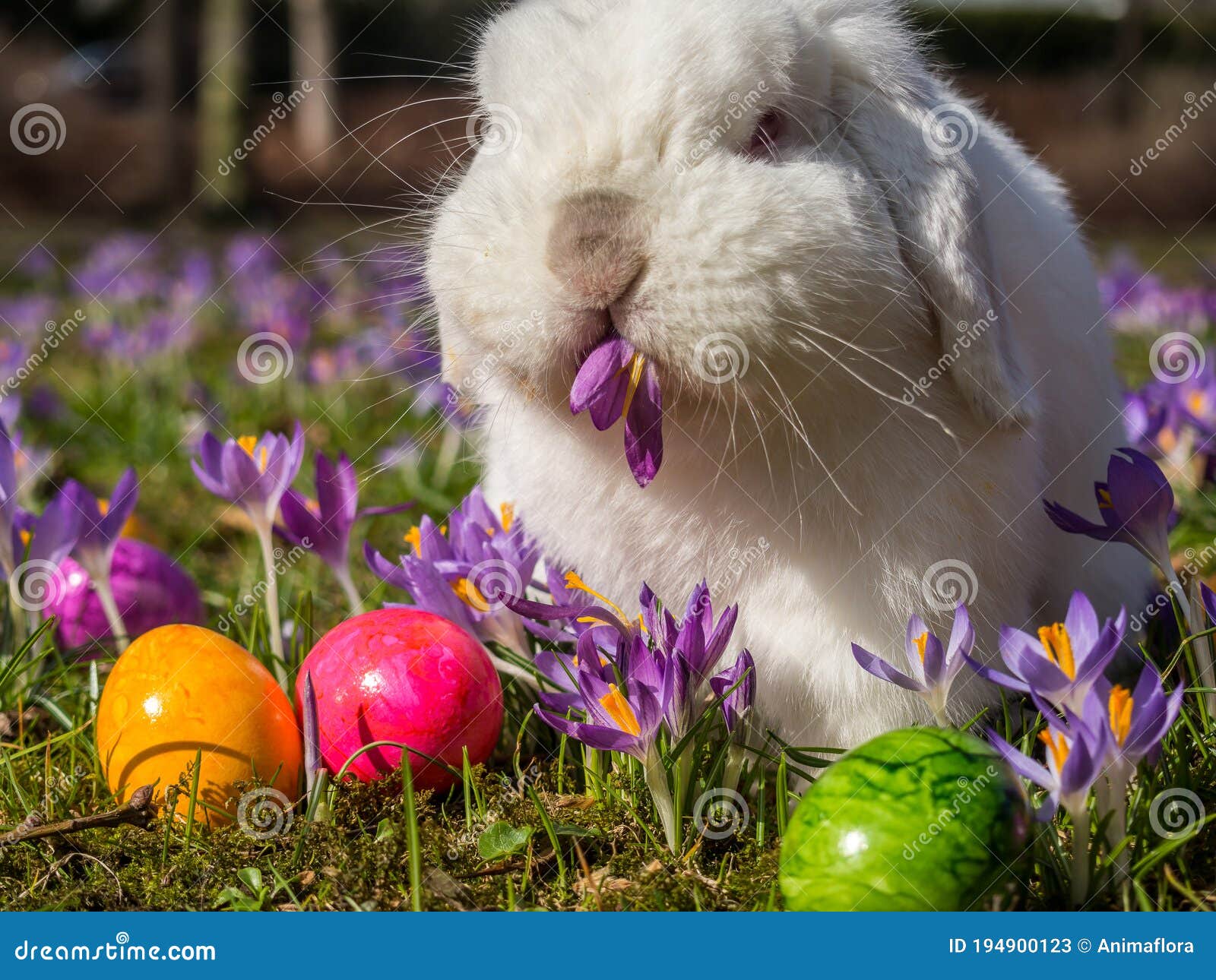 Easter bunny in spring stock image. Image of crocuses - 194900123