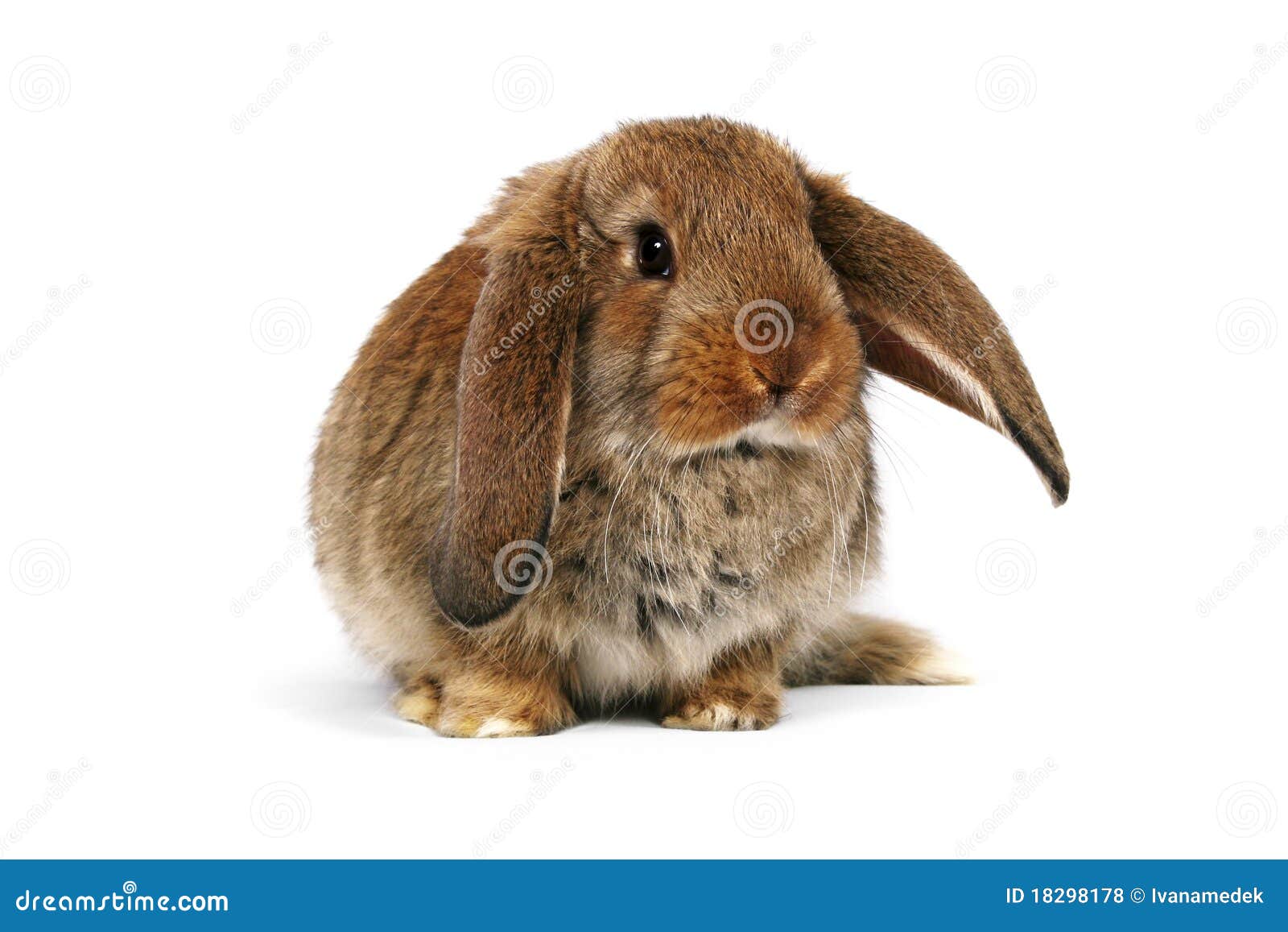 Easter Bunny on White Background Stock Photo - Image of rabbit ...