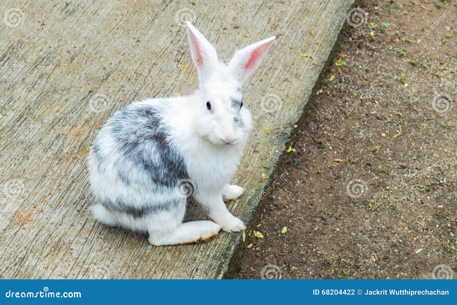 Easter Bunny (White and Gray Rabbit) Sit and Looking To the Camera ...