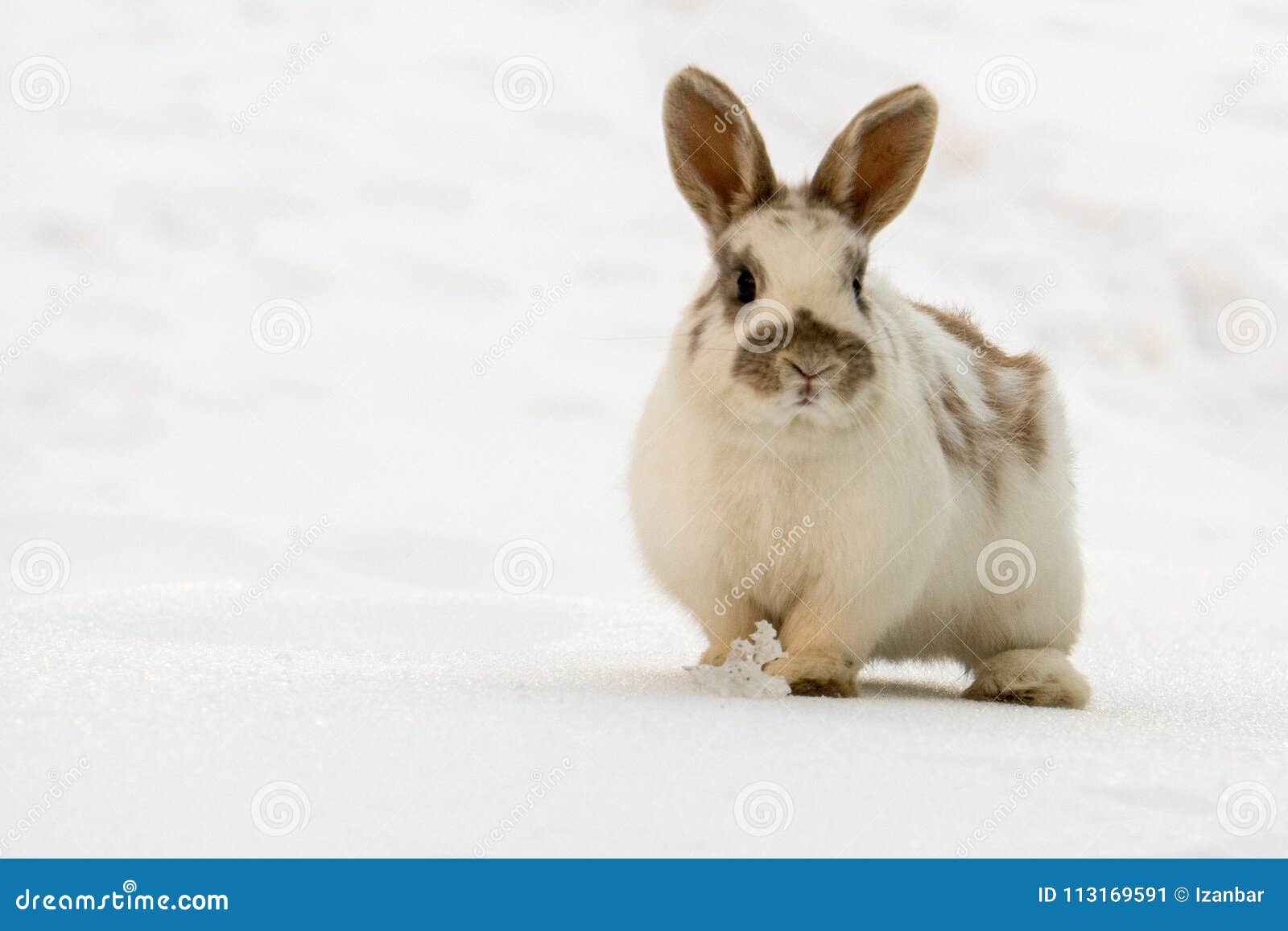 Easter bunny on white snow stock image. Image of little - 113169591