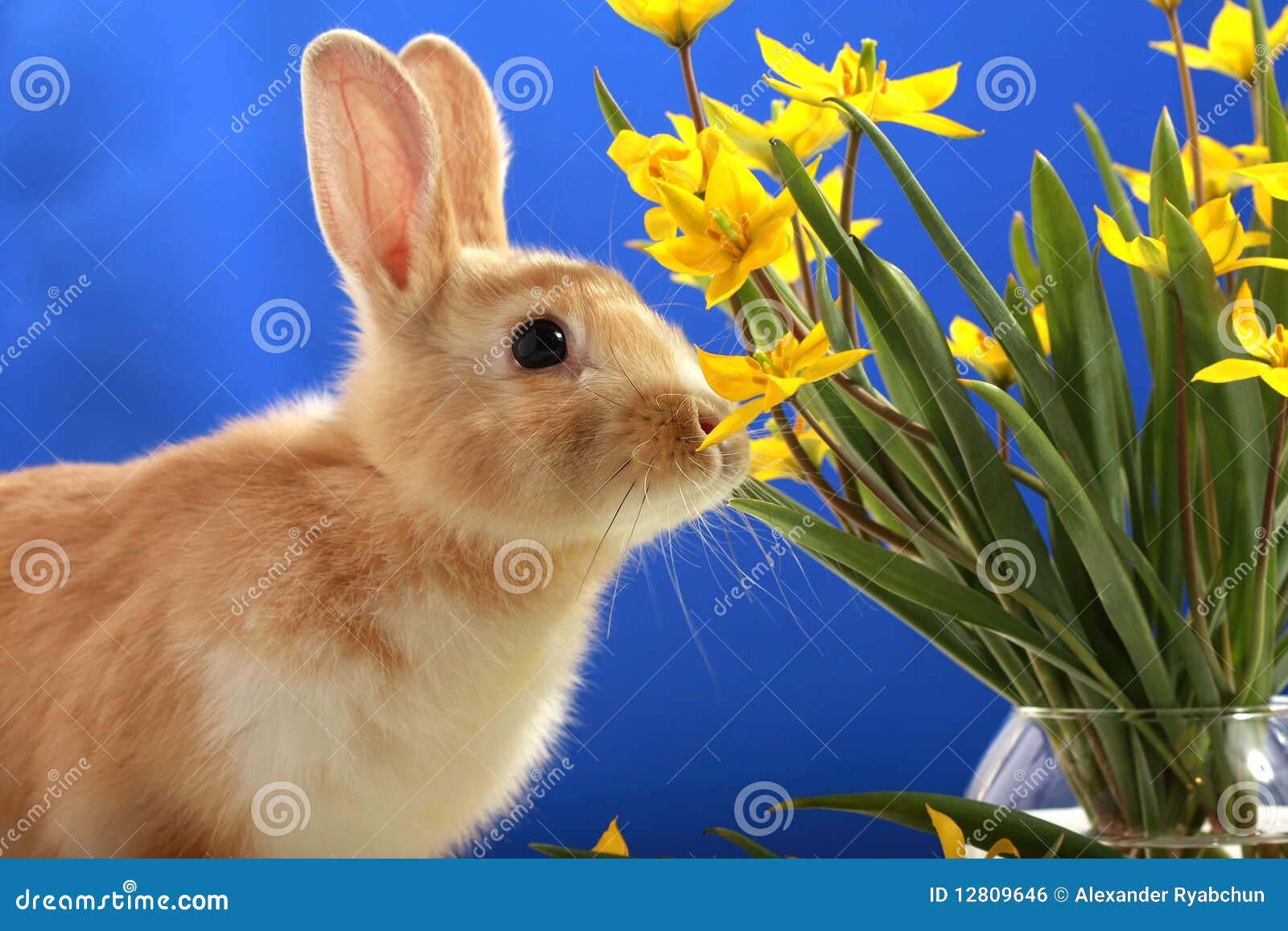 Easter Bunny and Yellow Tulips Stock Photo - Image of blue, rabbit ...