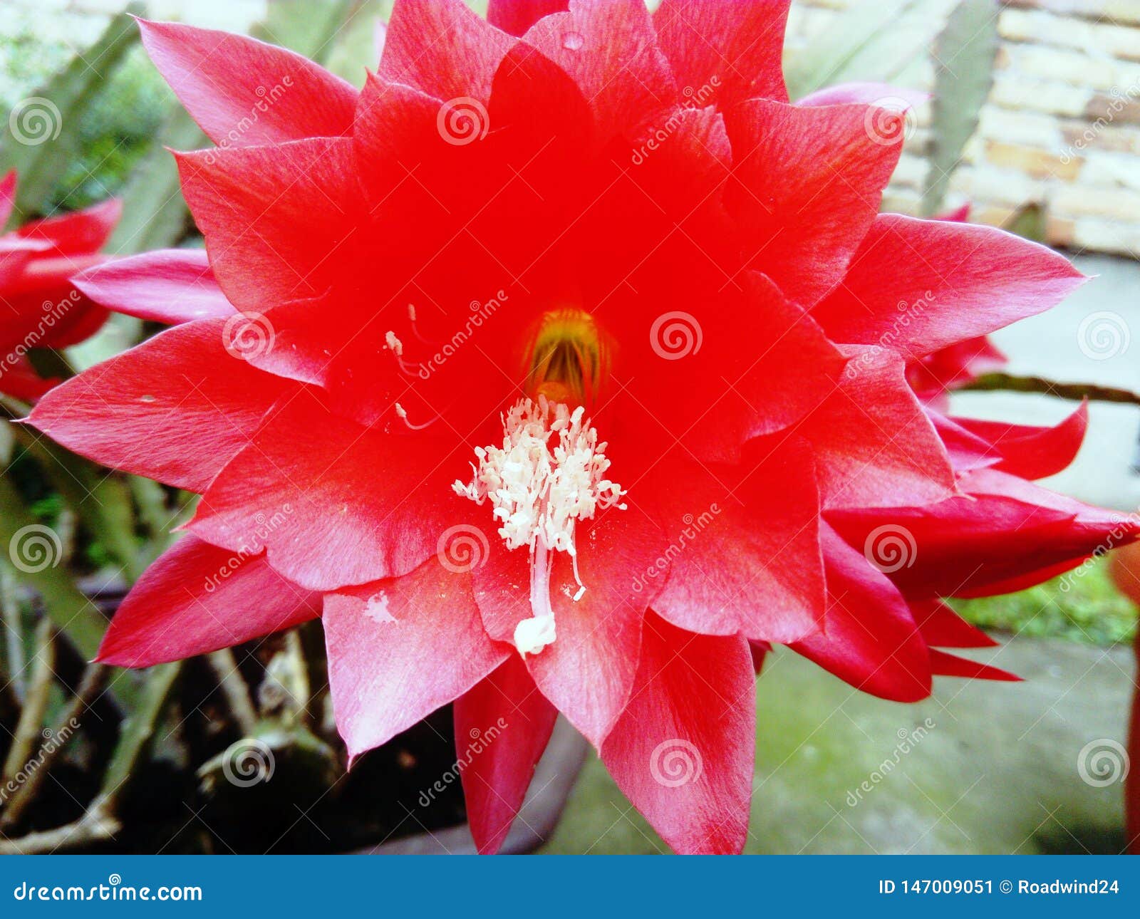 Easter cactus red flower stock image. Image of gynoecium - 147009051
