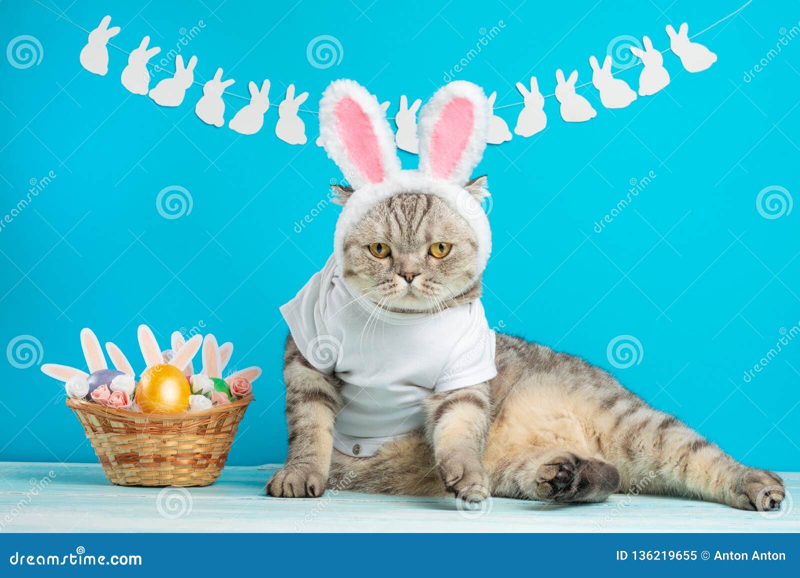 Easter Cat with Bunny Ears with Easter Eggs. Cute Kitten Stock Image ...