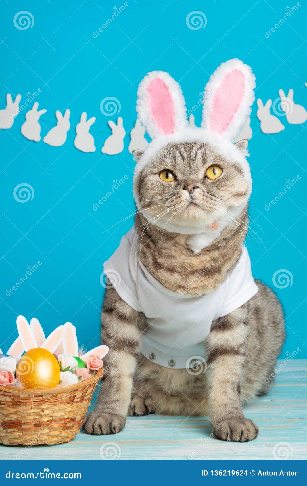 Easter Cat with Bunny Ears with Easter Eggs. Cute Kitten Stock Photo ...