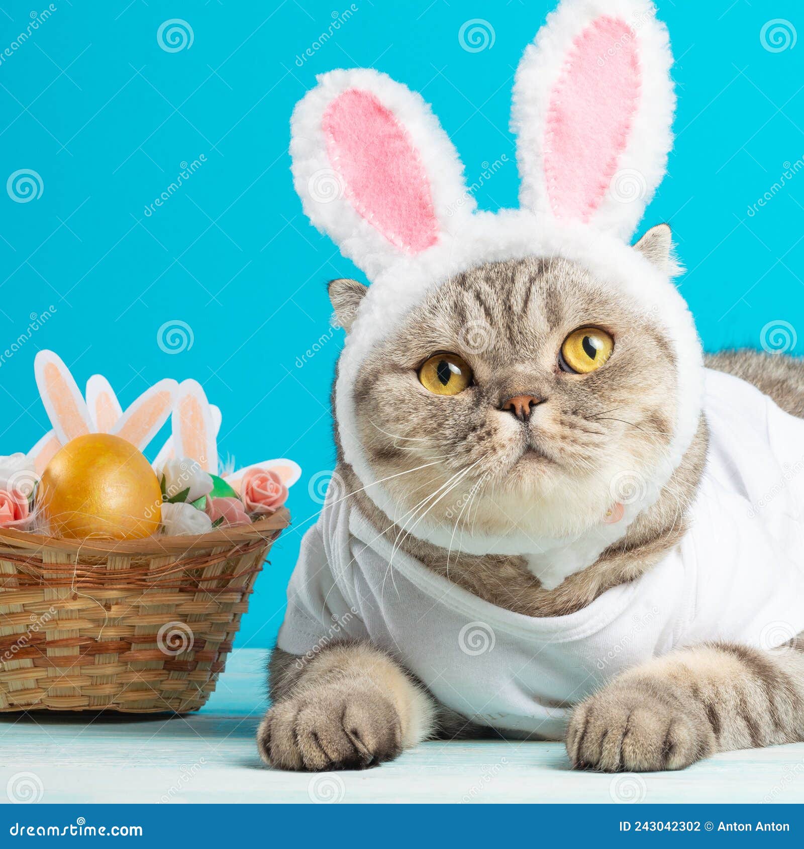 Easter Cat with Bunny Ears with Easter Eggs. Cute Kitten Stock Photo ...