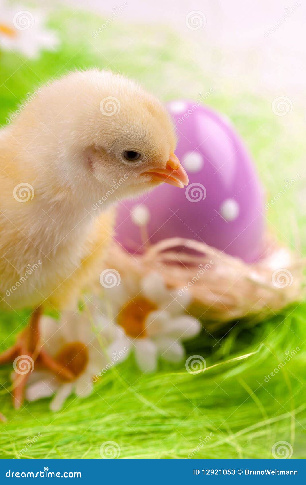 Easter Chick stock image. Image of rabbit, little, easter - 12921053