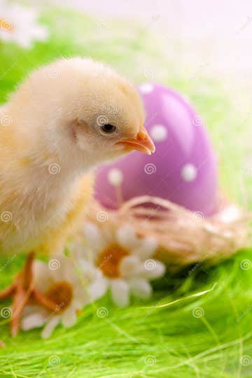 Easter Chick stock image. Image of rabbit, little, easter - 12921053