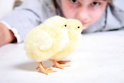 Easter chick stock image. Image of newborn, creature, person - 2066841
