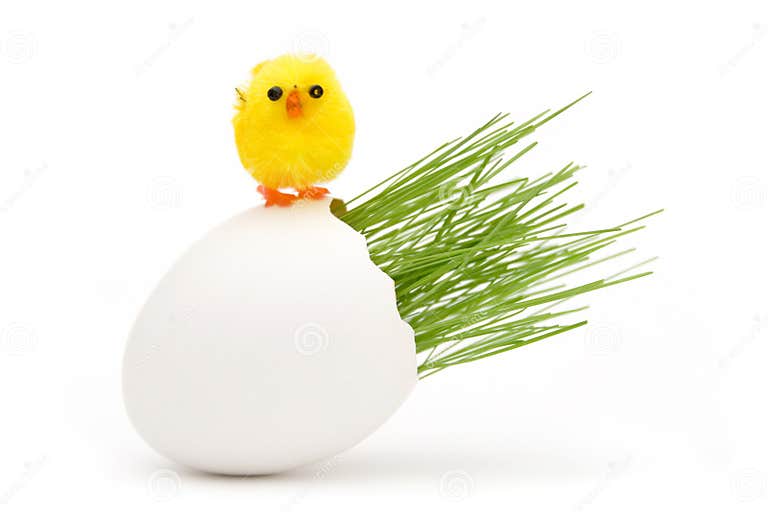 Easter chick stock photo. Image of green, chick, grow - 2076918