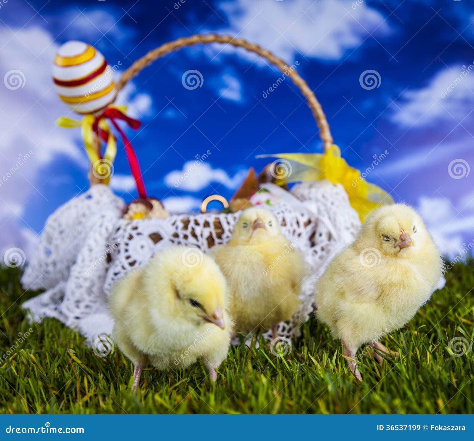 Easter, chick stock image. Image of holiday, puppy, nest - 36537199