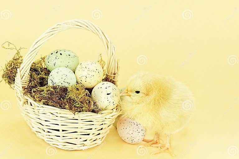 Easter Chick and Eggs stock photo. Image of holiday, celebration - 29577488