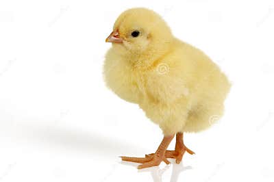 Easter chick isolated stock image. Image of greetings - 1983893