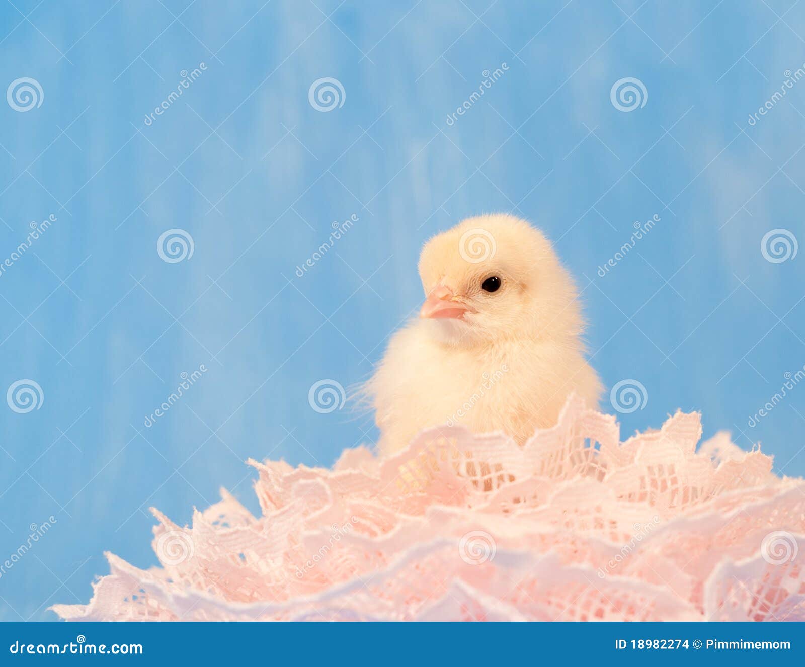 Easter Chick Nested in Pink Lace Stock Photo - Image of copy, live ...