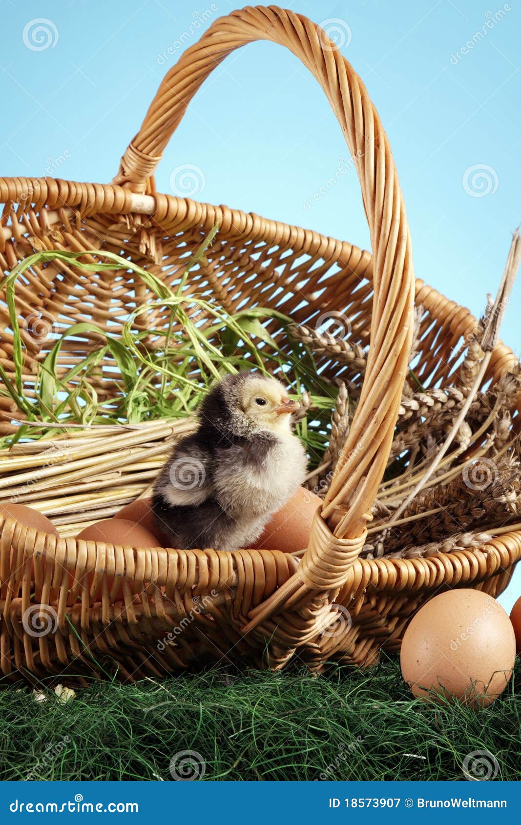 Easter chicken stock image. Image of colorful, chicken - 18573907