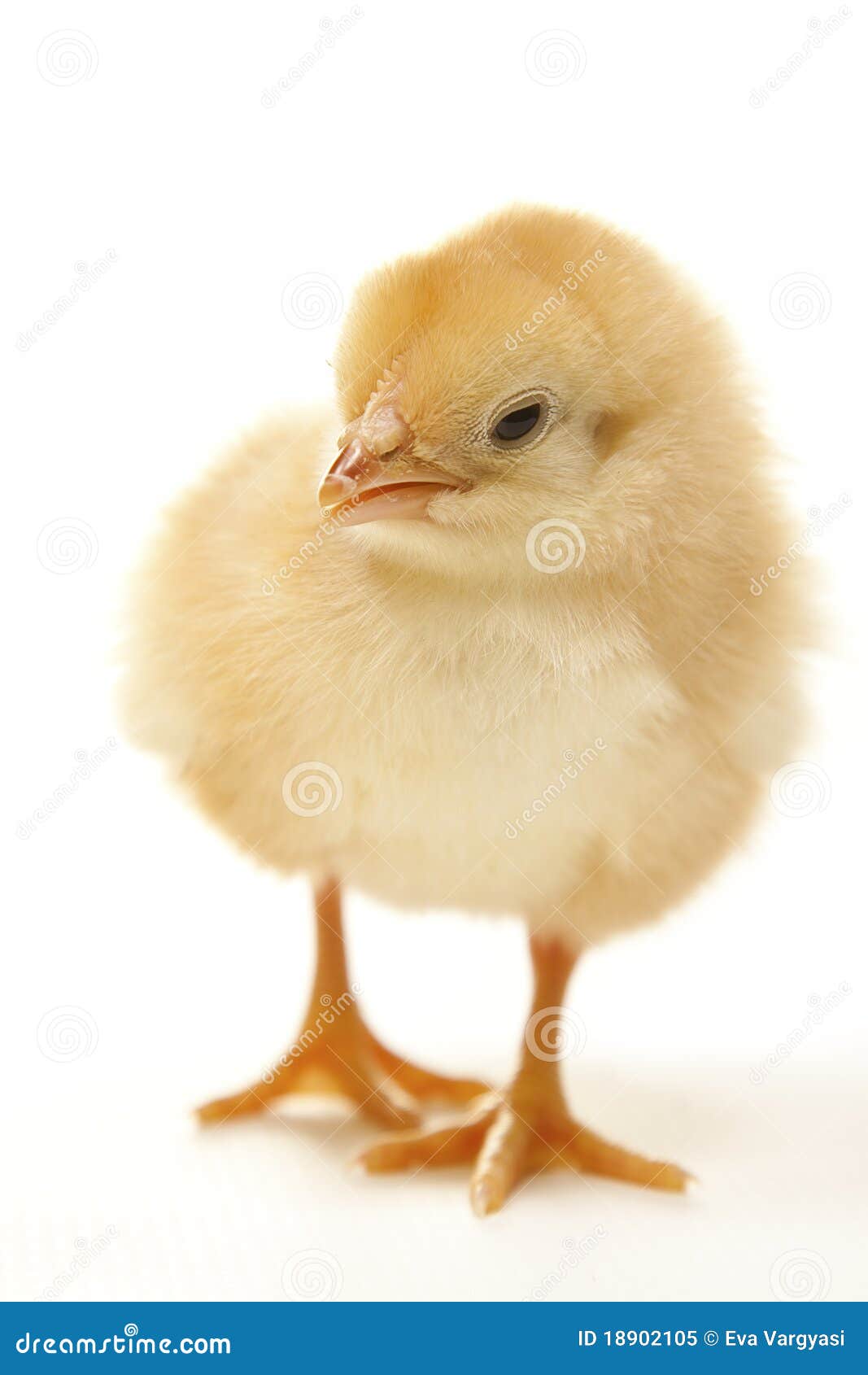 Easter chicken stock image. Image of baby, chicken, creature - 18902105