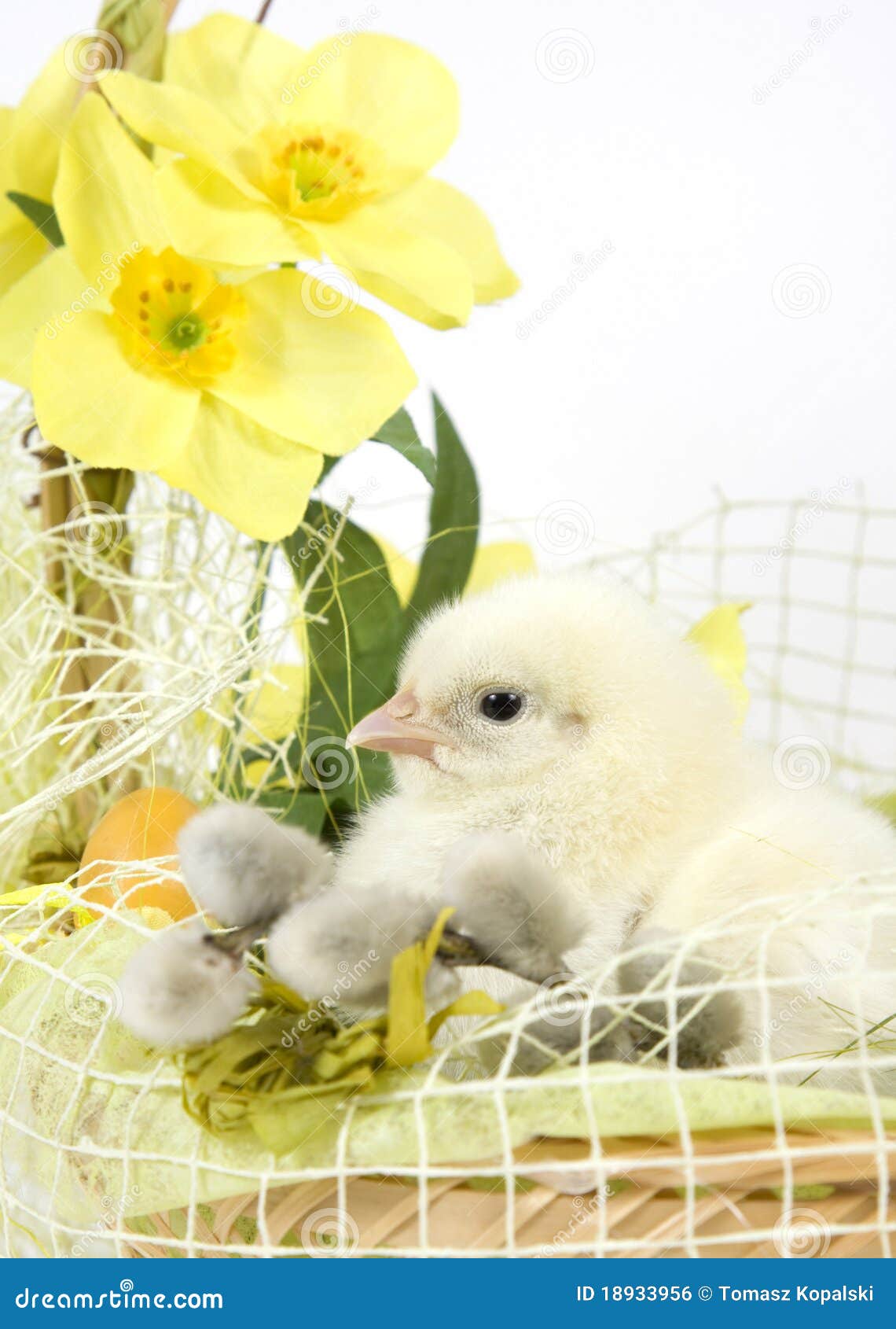 Easter chicken stock photo. Image of holidays, painted - 18933956